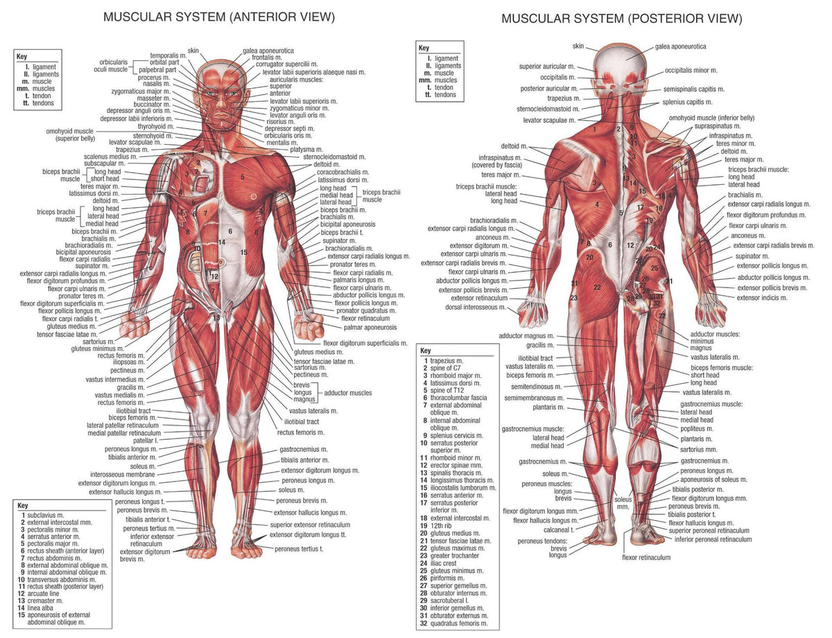 Trend Human Muscle System Posters Silk Anatomy Chart Human Body School ...