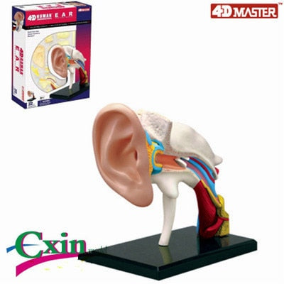 4D Ear structure anatomical model ear model assembled Human Anatomy di ...
